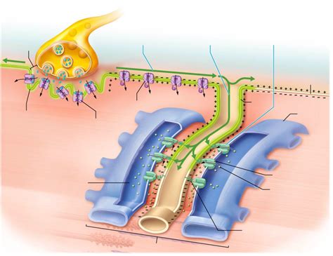 Image result for Label Structures Associated with Excitation-Contraction Coupling