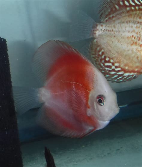 Image result for Red Melon Discus