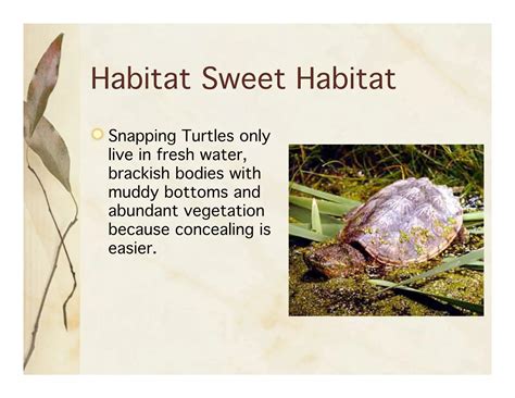 Image result for Snapping Turtle Life Cycle