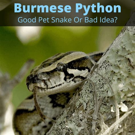 Burmese Python: Pet Snake Or Bad Idea?