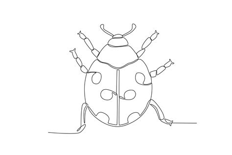 Image result for Ladybug Line Drawing
