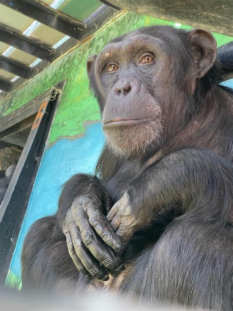 Image result for Chimps Tutorial