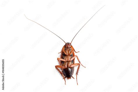 Image result for Little Cockroach