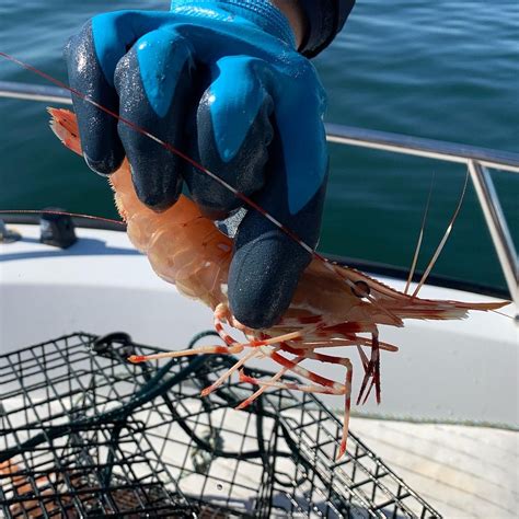 Image result for Catching Prawns