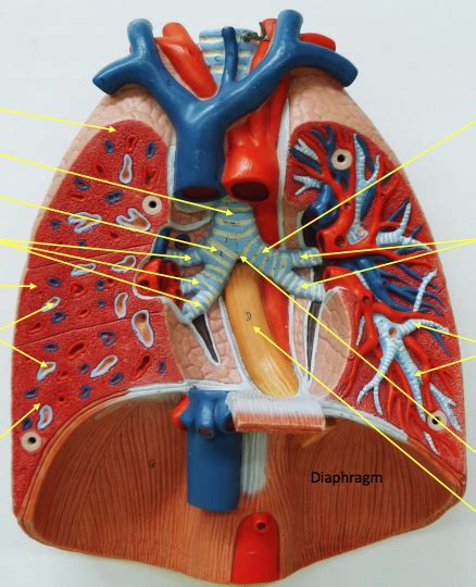 Image result for Simple Lung Model
