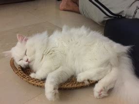 Image result for Alien Kitnap