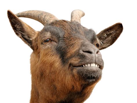 Image result for Goats Smiling