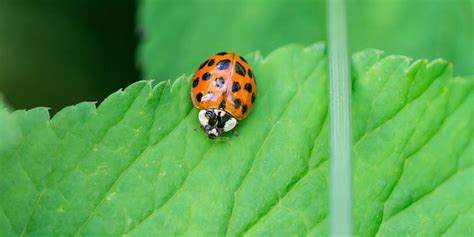 Image result for Lady Bug Insects