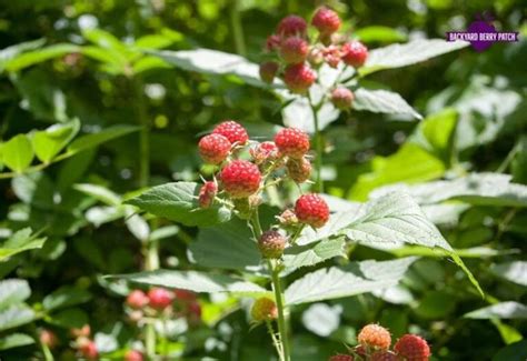 Image result for How to Plant Raspberry