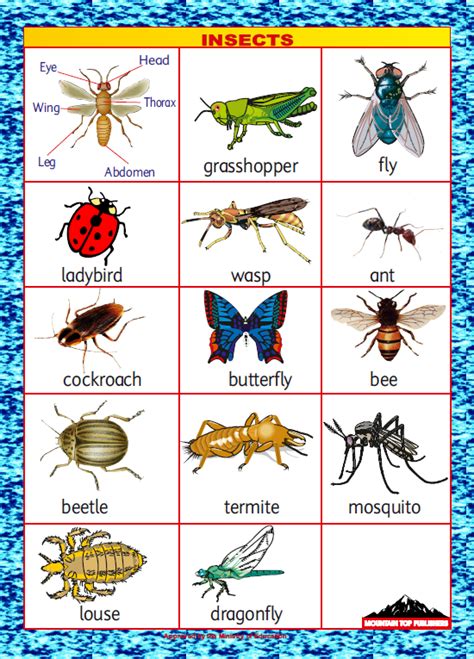 Insects chart - Mountain Top Educational Publishers