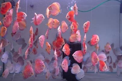 Image result for Natural Discus