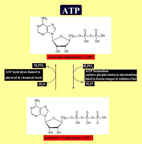 Image result for ADP Full Form
