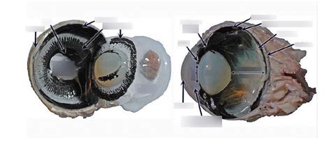 Image result for Cow Eye Dissection