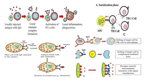Image result for Complement System Components
