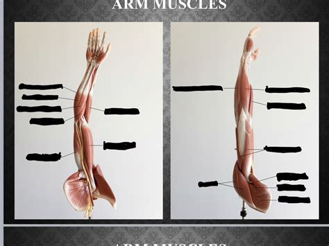 Image result for Lumen Learning Arm Muscle