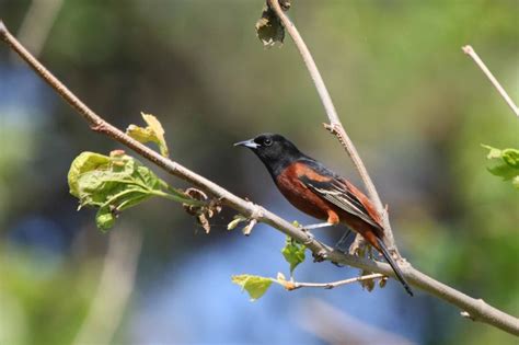 Image result for Example of RPA Bird Count