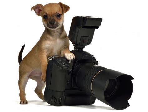 This New Nikon Camera Feature Will Turn Your Dog Into A Photographer
