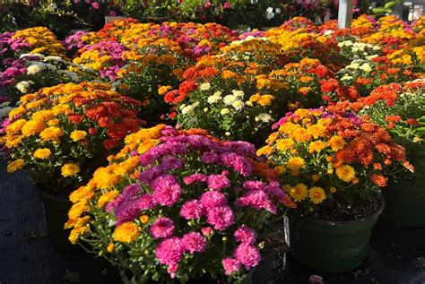 Image result for Planting Mums in Containers