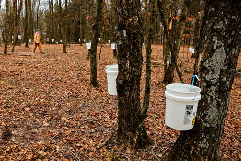 Image result for Spring Tree Maple Syrup