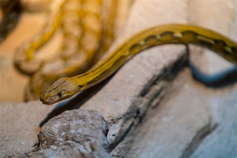 Image result for Ivory Reticulated Python