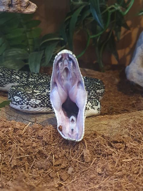 Image result for Inside a Python Mouth