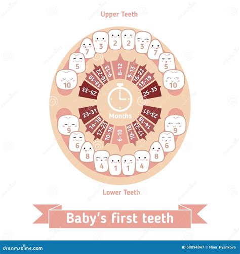 Image result for Teething Chart