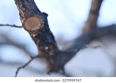 Image result for Pruning Tree Branches Spring