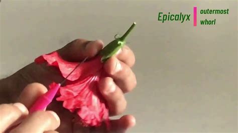 Image result for Hibiscus Flower Dissection