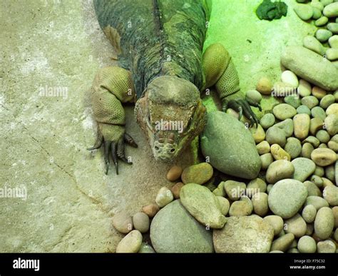 Image result for Lizard Face