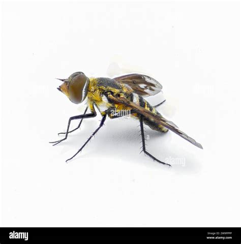 Image result for Lesser Pumpkin Fly