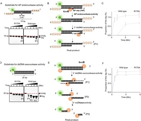 Image result for Exonuclease Function