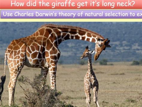 Image result for Adaptation vs Evolution