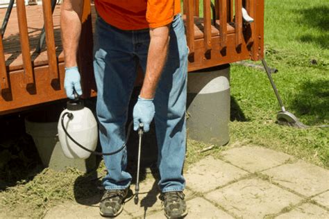 Image result for Pest Control Tips