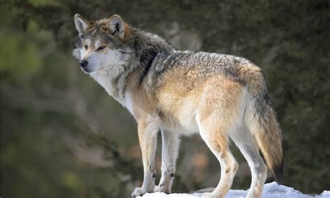 Image result for Zoo Animals Wolves
