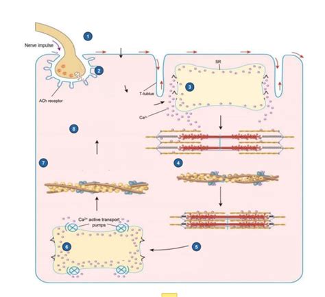 Image result for Excitation Coupling Contraction-Relaxation