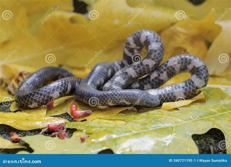 Image result for Container Snake Loading Method
