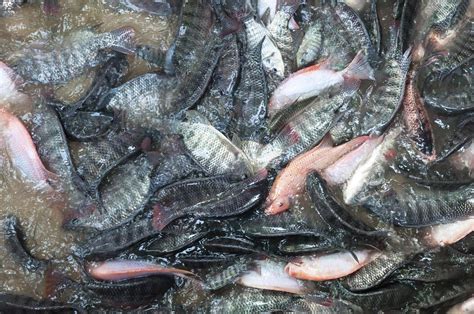 Image result for Fish Farm Example