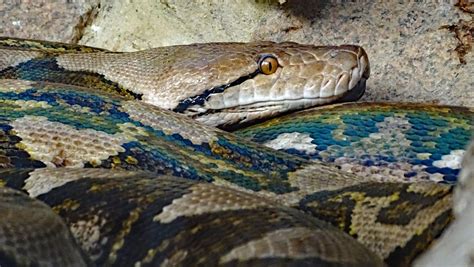 Image result for Netzpython Klettert