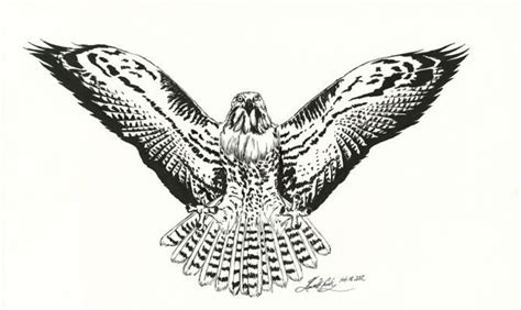 Image result for Native Hawk Drawing