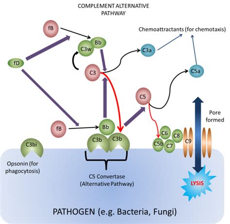 Image result for Complement Pathway Model