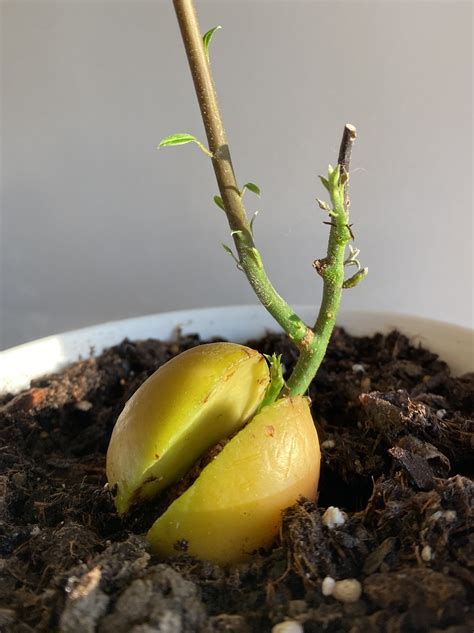 Image result for Self-Pollinating Avocado Tree