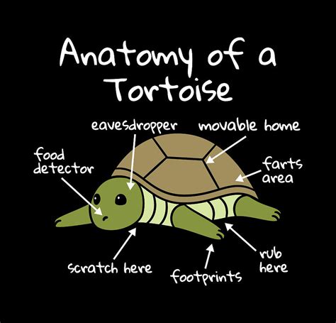 Image result for Tortoise Body Parts
