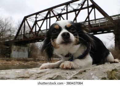 Image result for Springfield Ohio Sign