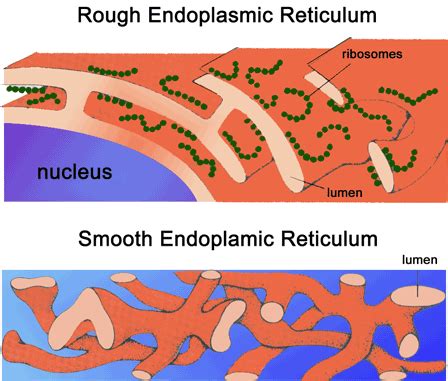 The Endoplasmic Reticulum - The Endomembrane System of Eukaryotic Cells