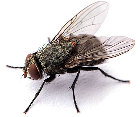 Image result for Fly Front Face