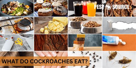 Image result for Cockroach Eating Food