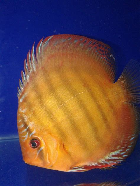 Image result for Rare Discus Fish