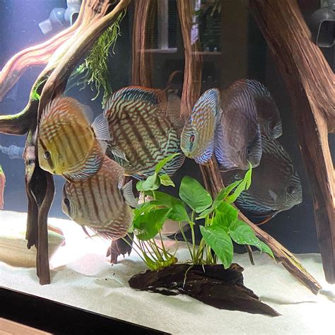 Image result for Natural Discus