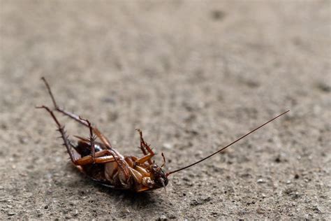 Image result for Cockroach Sticky Traps