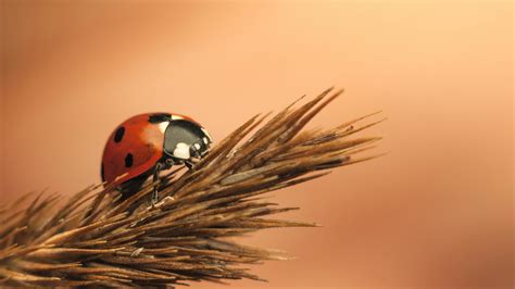Image result for Lady Bug Bathing